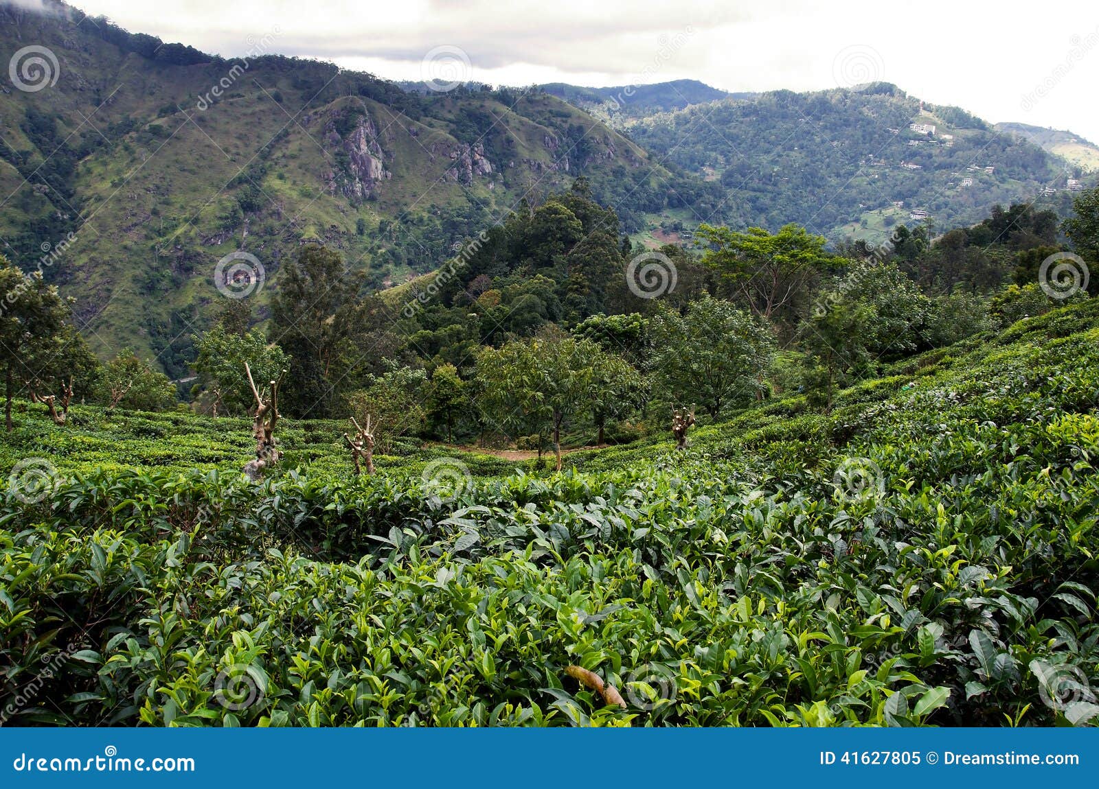 Sri Lanka tea fields 2 stock image. Image of fresh, mountain - 41627805