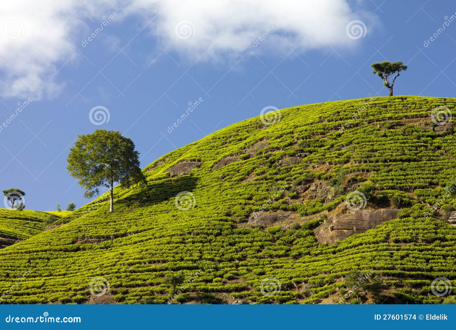 Sri Lanka Tea Garden Mountains Stock Photo - Image of asian, farming ...