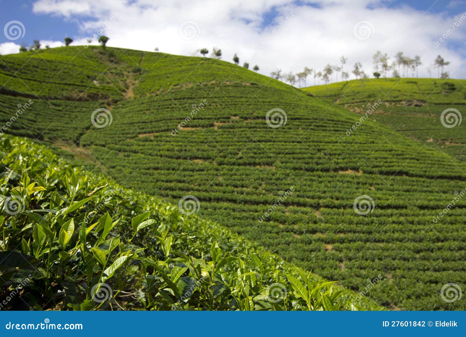 Sri Lanka Tea Garden Mountains Stock Photo - Image of harvesting ...