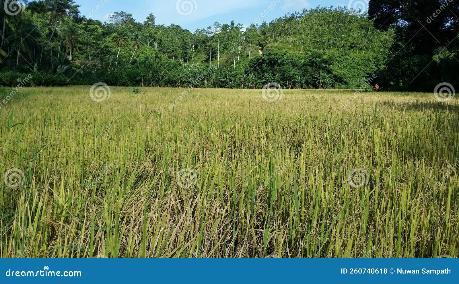 Sri Lanka Vel Yayaka stock photo. Image of grass, wetland - 260740618