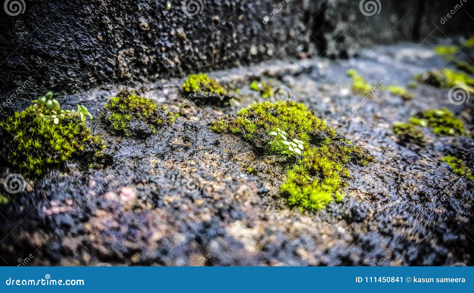 Water pasi stock image. Image of pasi, beautiful, water - 111450841