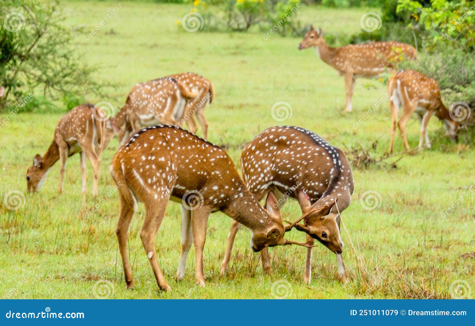 Sri lankan dear fighting stock image. Image of giraffe - 251011079