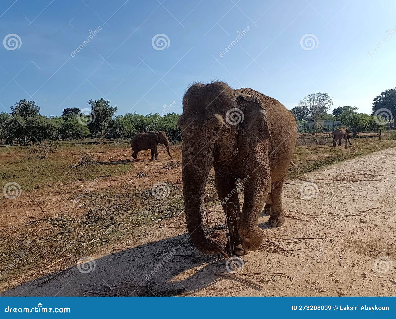 Sri Lankan Elephant in Ridiyagama Safari Parking Stock Image - Image of ...