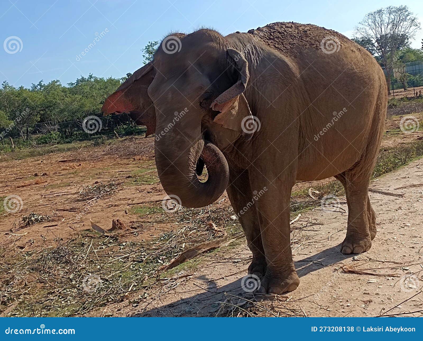 Sri Lankan Elephant in Ridiyagama Safari Parking Stock Photo - Image of ...