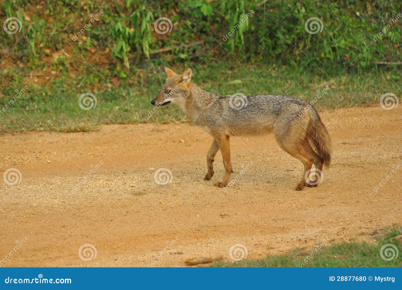 Sri Lankan Jackal Or Canis Aureus Naria Wandering On Swampy Land Wit ...