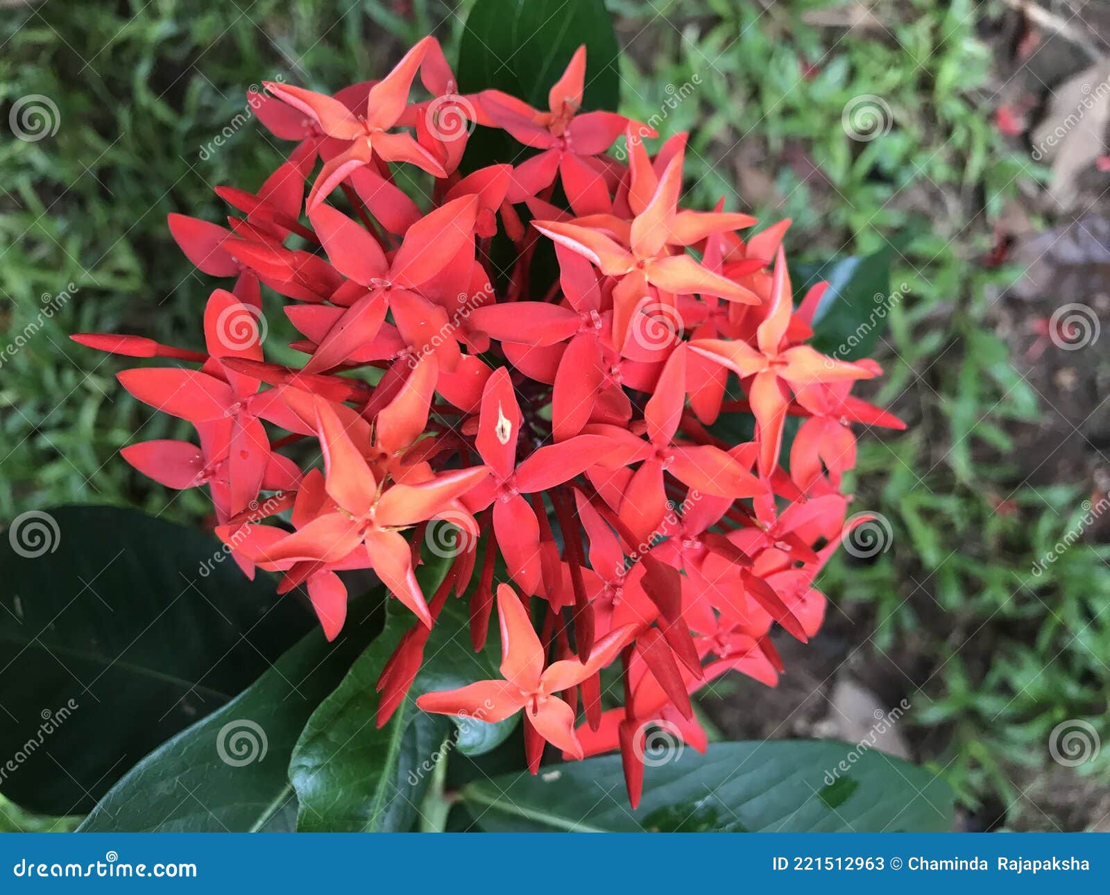 Lankan Kandy Beautiful Flowers Stock Photos - Free & Royalty-Free Stock ...