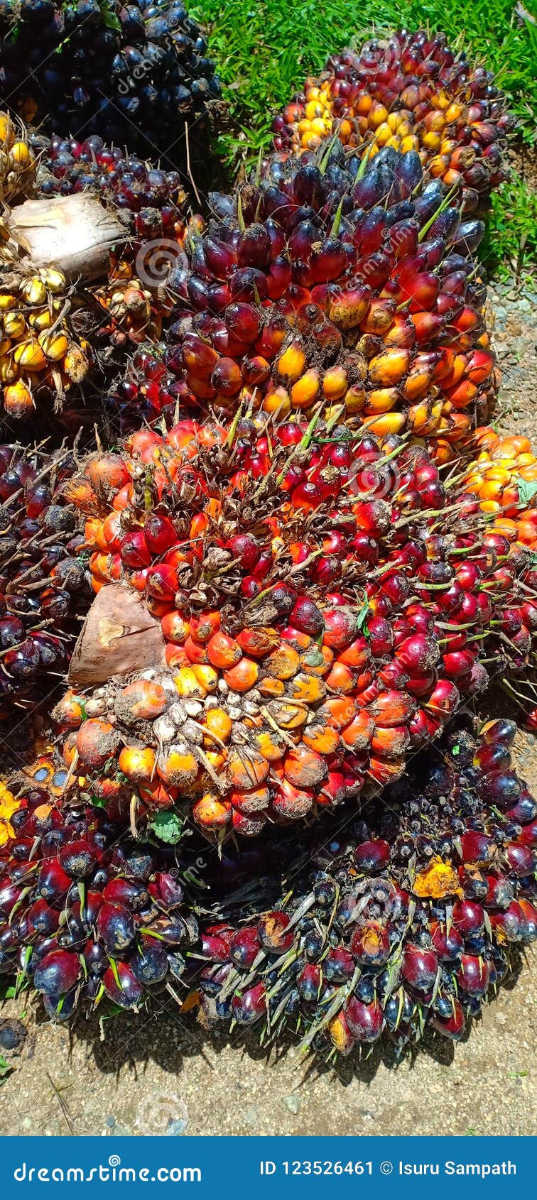 Sri lankan katu pol fotografering för bildbyråer. Bild av europol ...