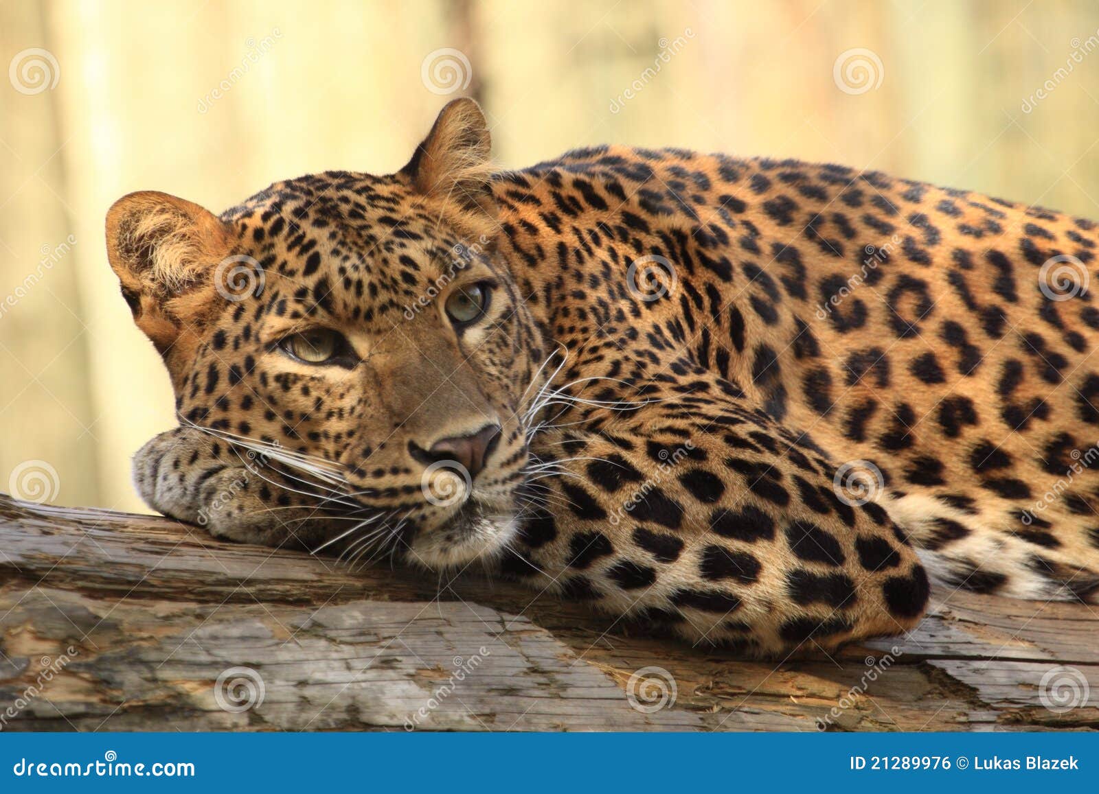 Sri Lankan Leopard