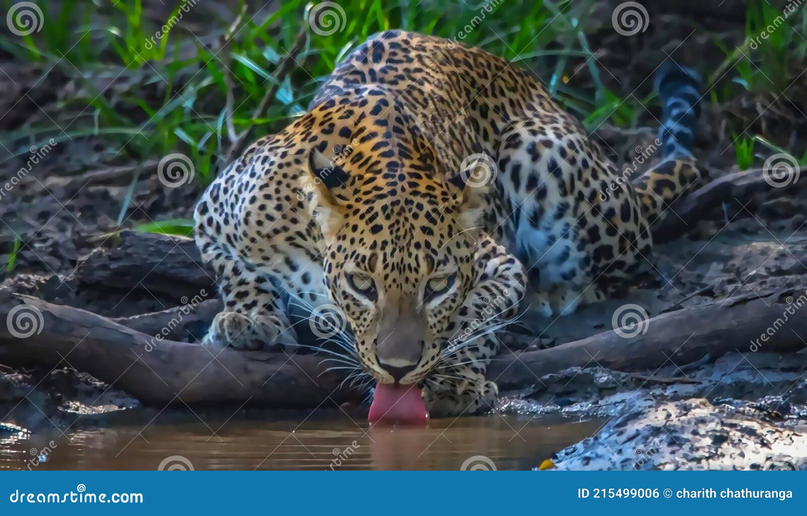 Sri Lankan Leopard Drinking Water at the Pond Stock Photo - Image of ...