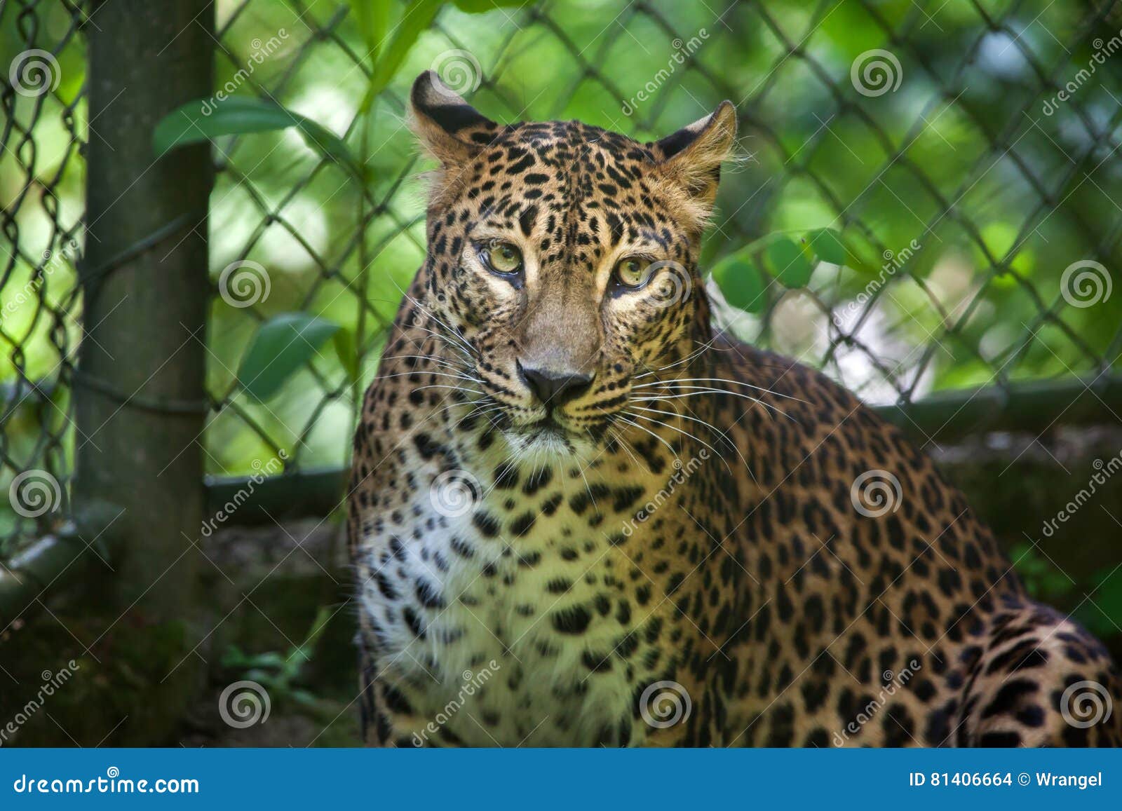 Sri Lankan Leopard Panthera Pardus Kotiya Stock Photo - Image of ...