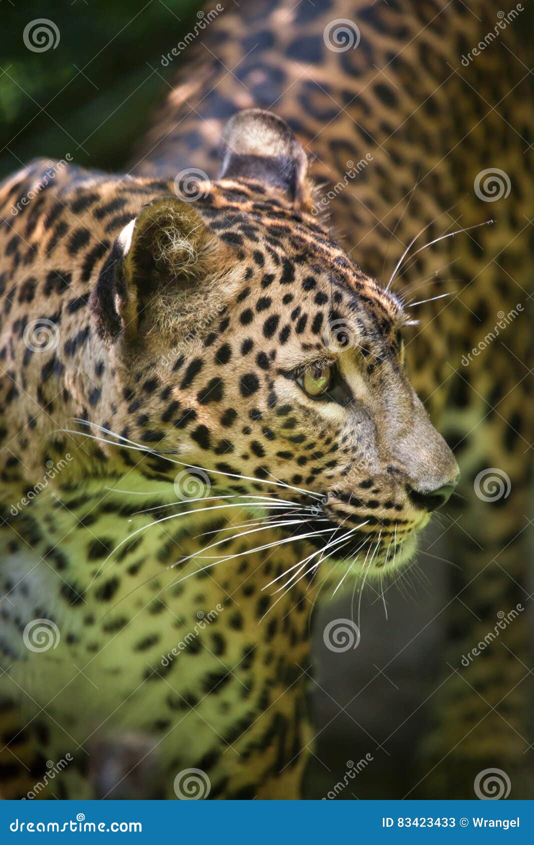 Sri Lankan Leopard Panthera Pardus Kotiya Stock Image - Image of ...