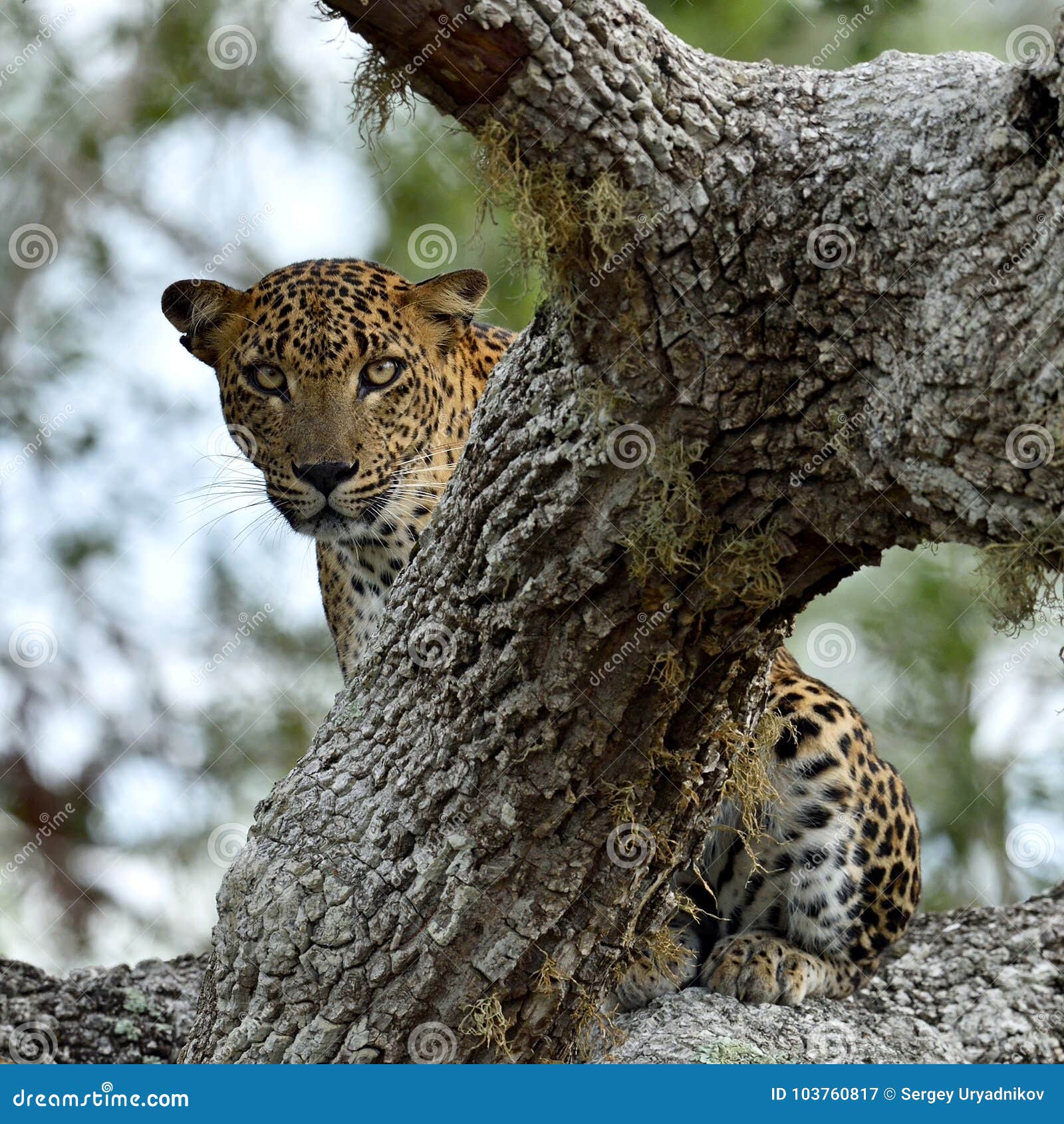 Sri Lankan Leopard. Panthera Pardus Kotiya Stock Image - Image of five ...