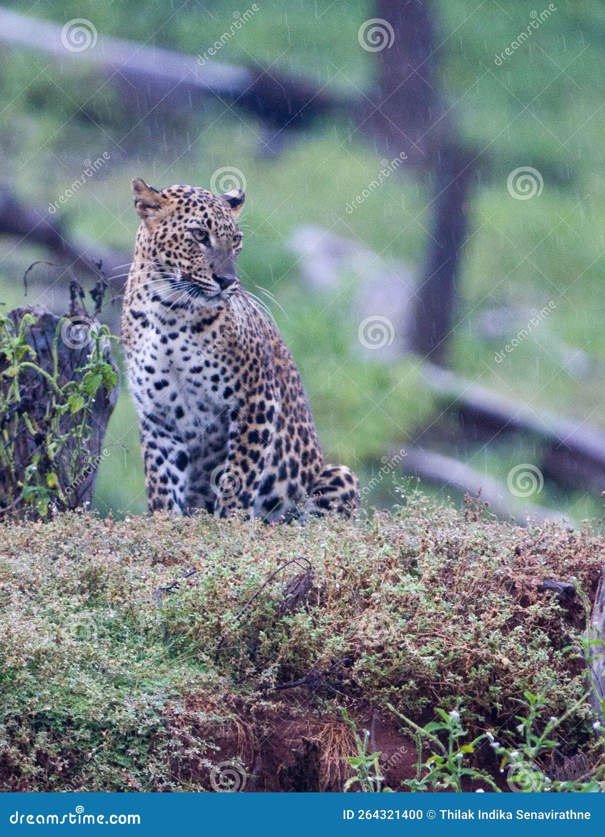 Sri Lankan Leopard in Yala National Park Stock Photo - Image of grass ...