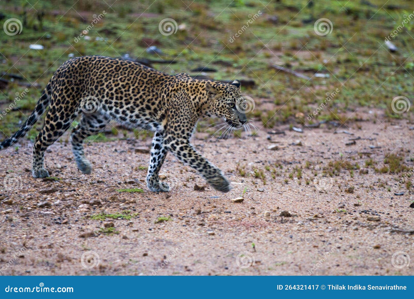 Sri Lankan Leopard in Yala National Park Stock Image - Image of leopard ...