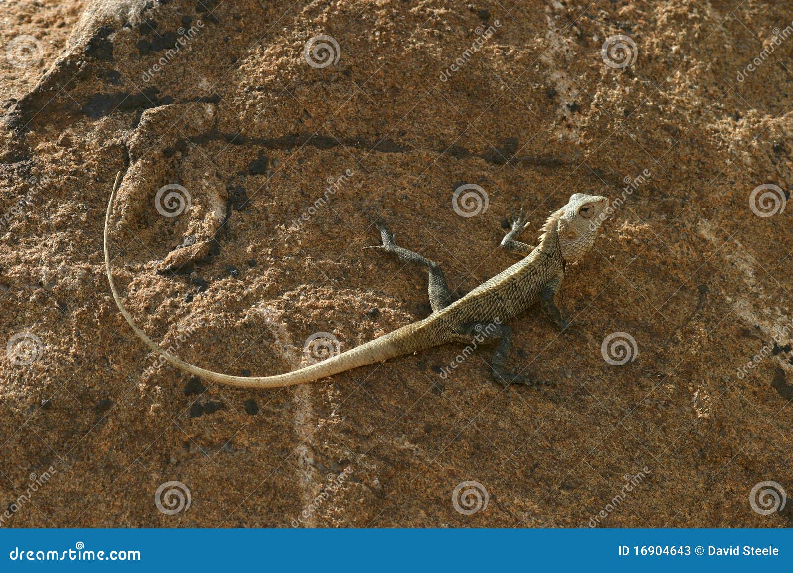 Sri Lankan Lizard stock image. Image of elephant, lanka - 16904643