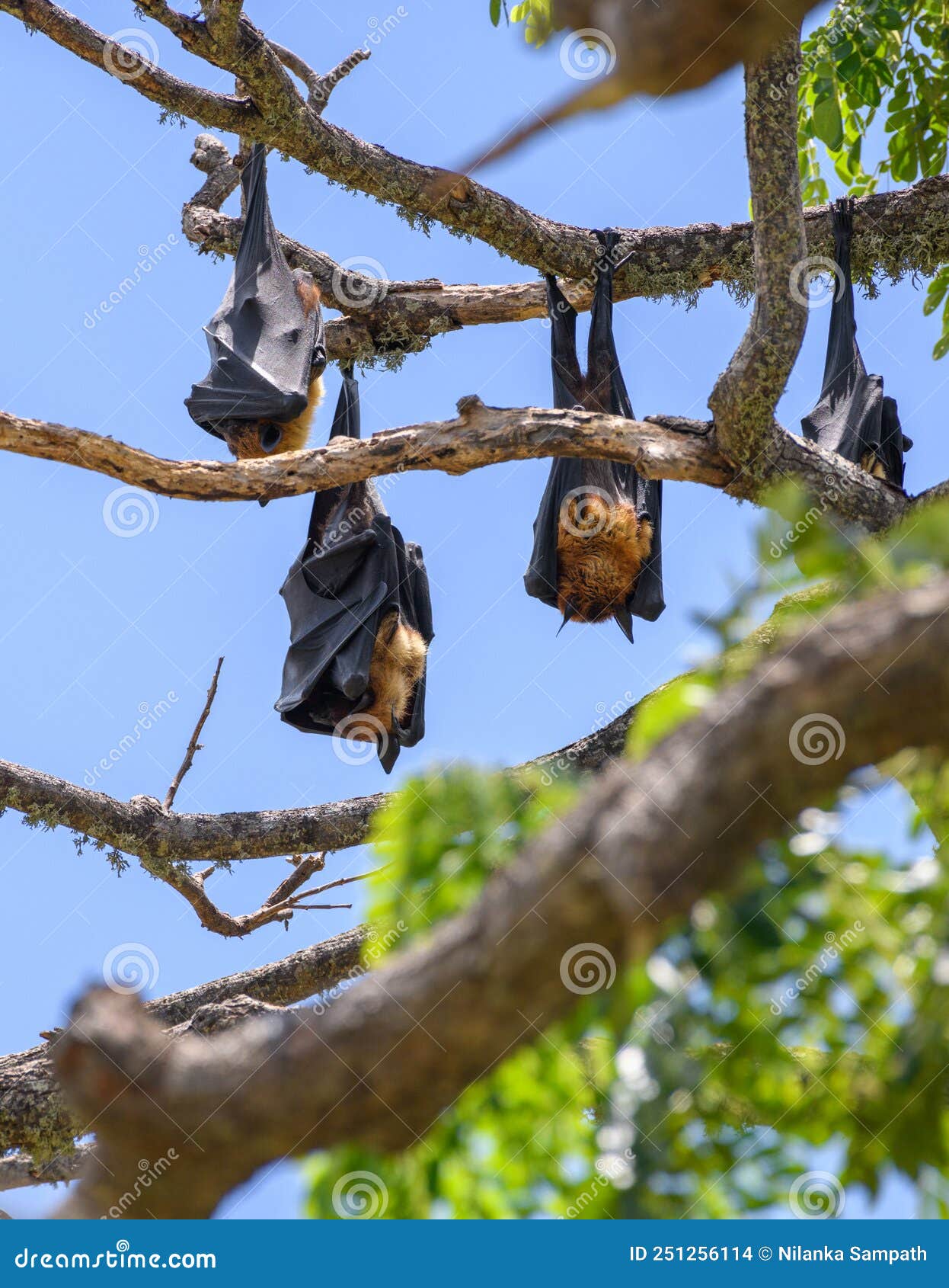 Sri Lankan Megabats Roosting Upside Down On A Tree Branched Stock Photo ...