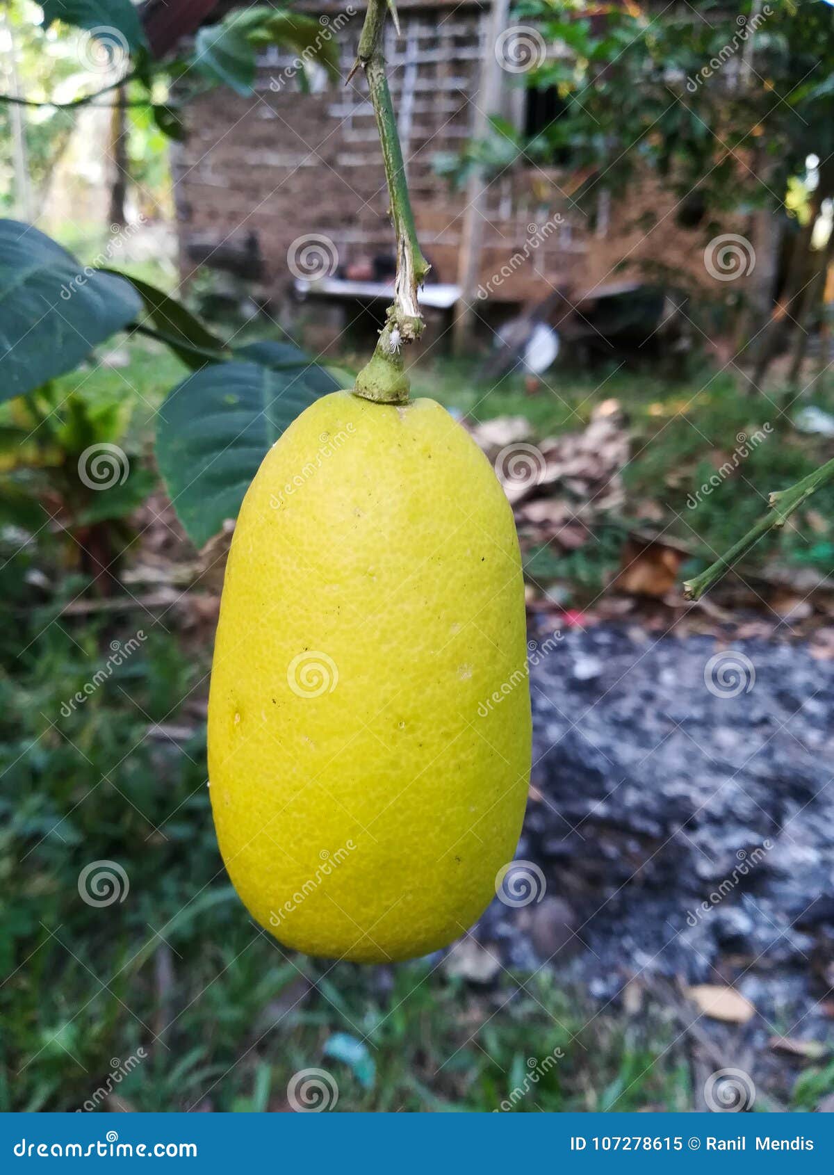 Sri Lankan Natural Lemon stock image. Image of lemonnits - 107278615