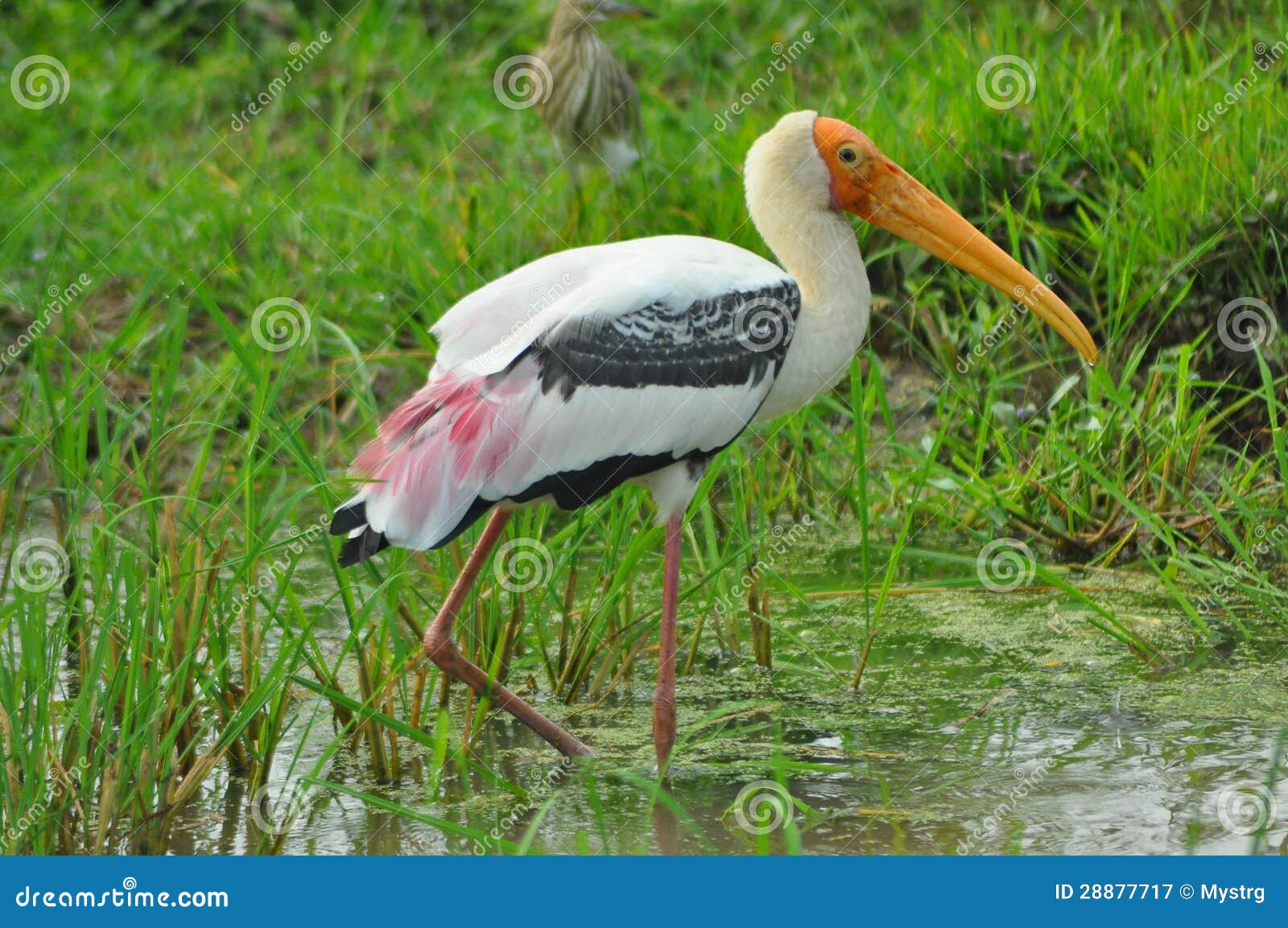 A Painted Stork And Some Other Avian Birds Beside A Pool In A Zoo ...