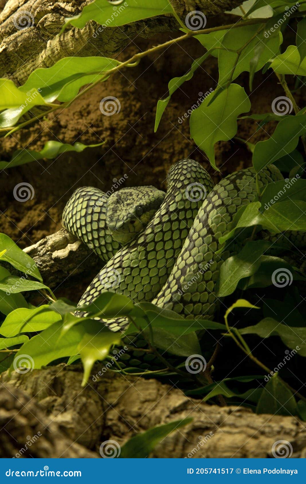The Sri Lankan Pit Viper Trimeresurus Trigonocephalus. Stock Image ... The Sri Lankan Pit Viper Trimeresurus Trigonocephalus. Stock Image ...