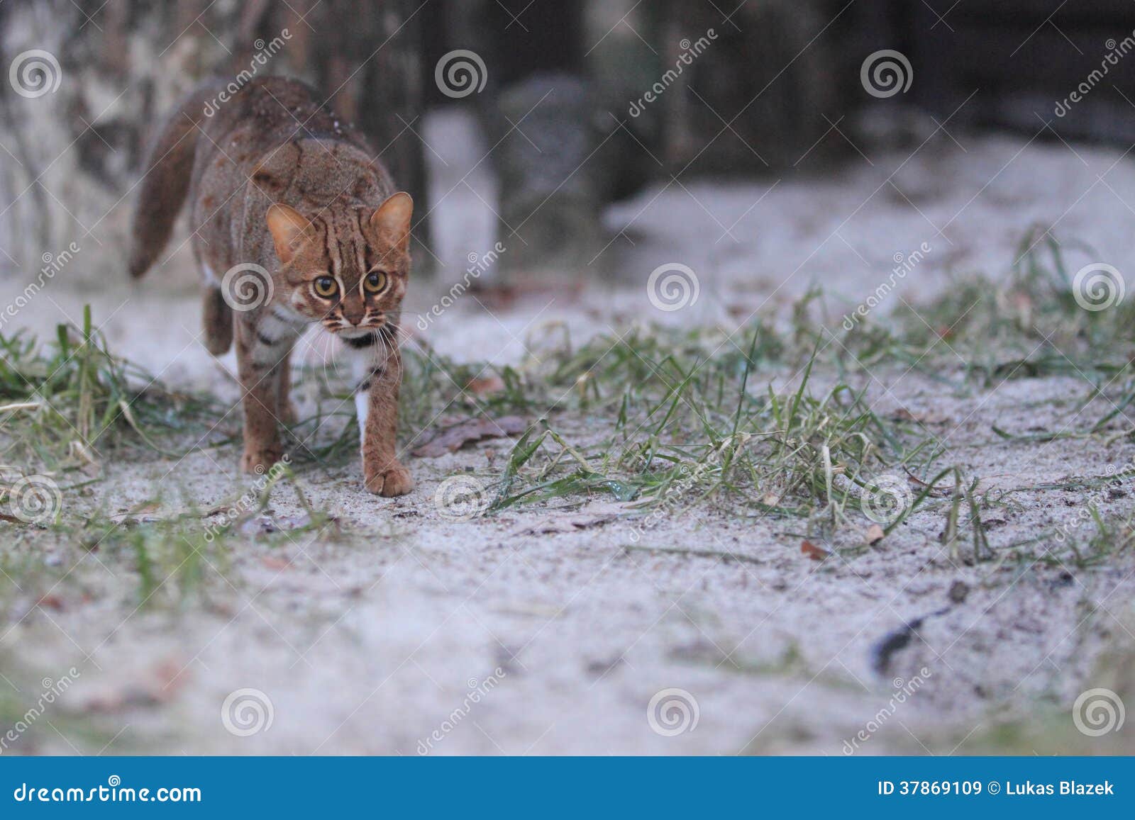 Sri Lankan Rusty-spotted Cat Stock Image - Image of animal, spotted ...