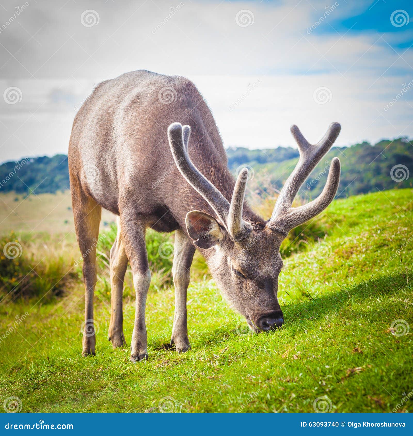 Sri Lankan Sambar Deer Male Stock Photo - Image of looking, national ...