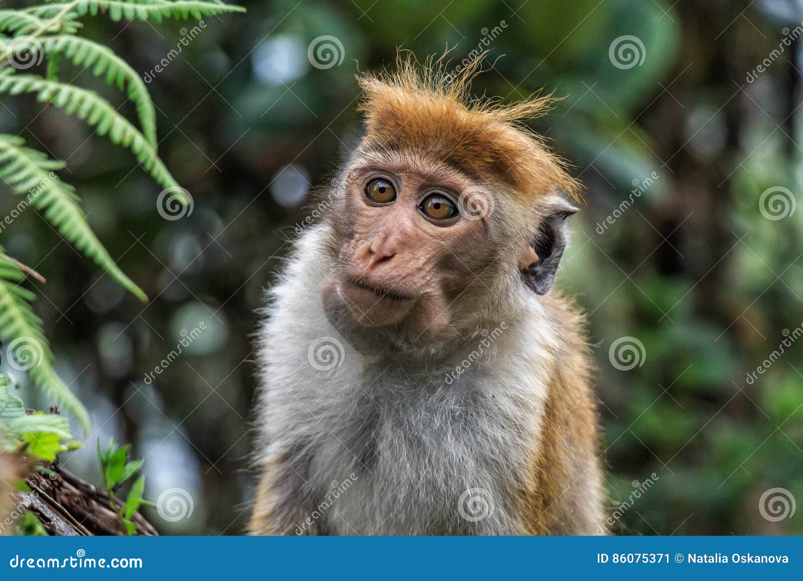 Sri-Lankan Toque Macaque Stock Image | CartoonDealer.com #88896709