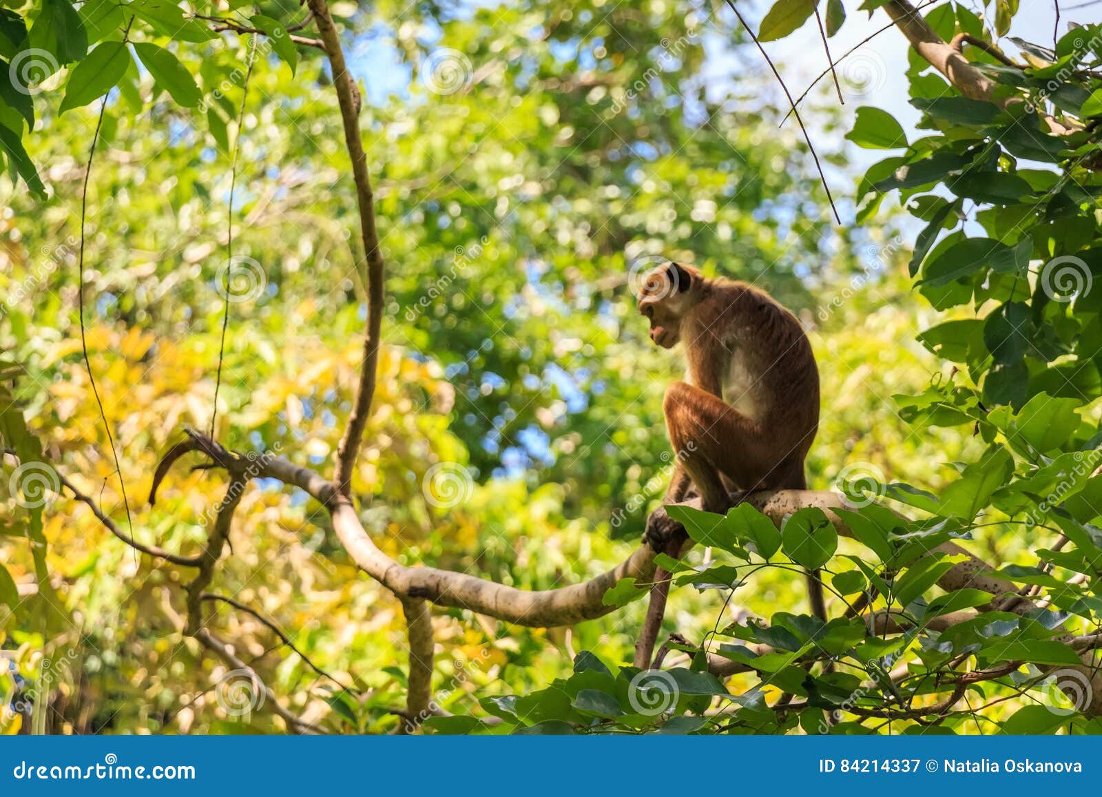 Sri-Lankan Toque Macaque Royalty-Free Stock Photo | CartoonDealer.com ...