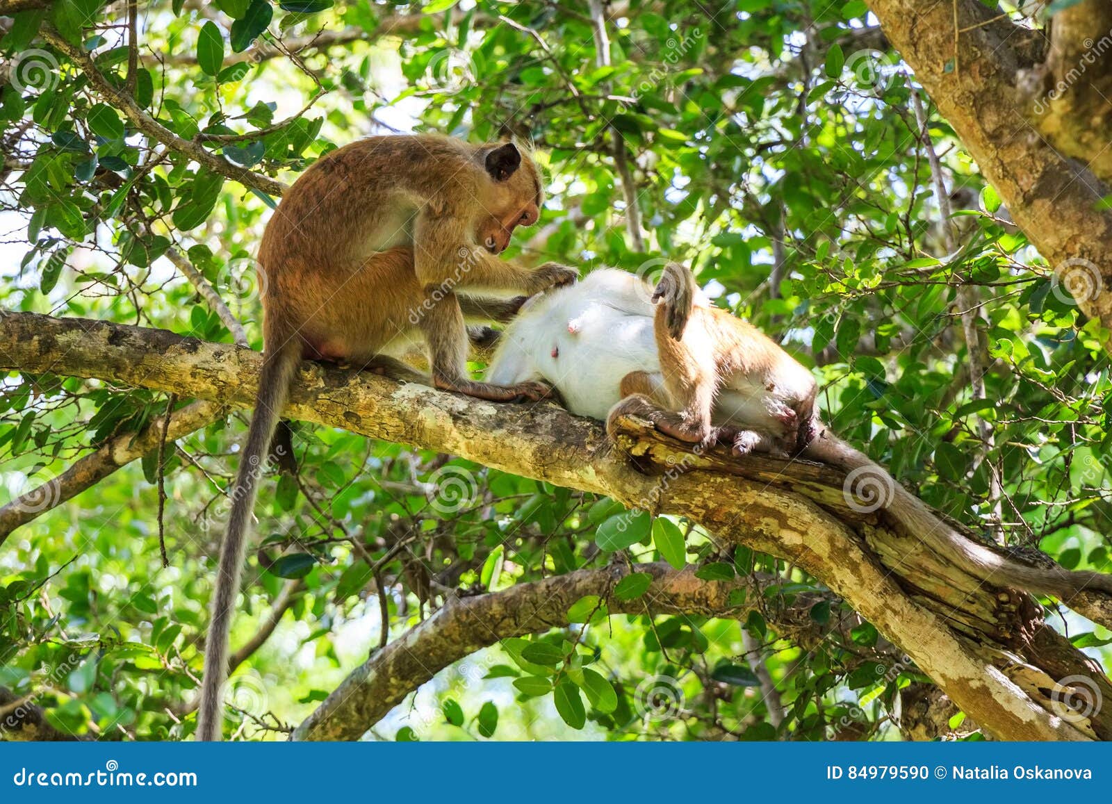 Sri-Lankan toque macaque stock photo. Image of family - 84979590