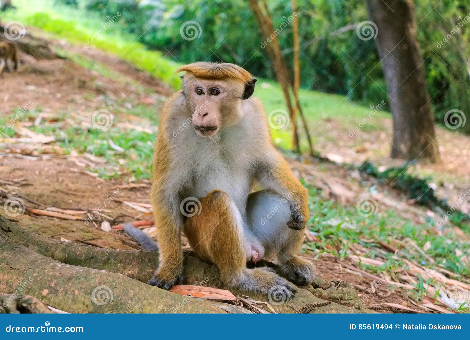 Sri-Lankan toque macaque stock photo. Image of feeding - 85619494