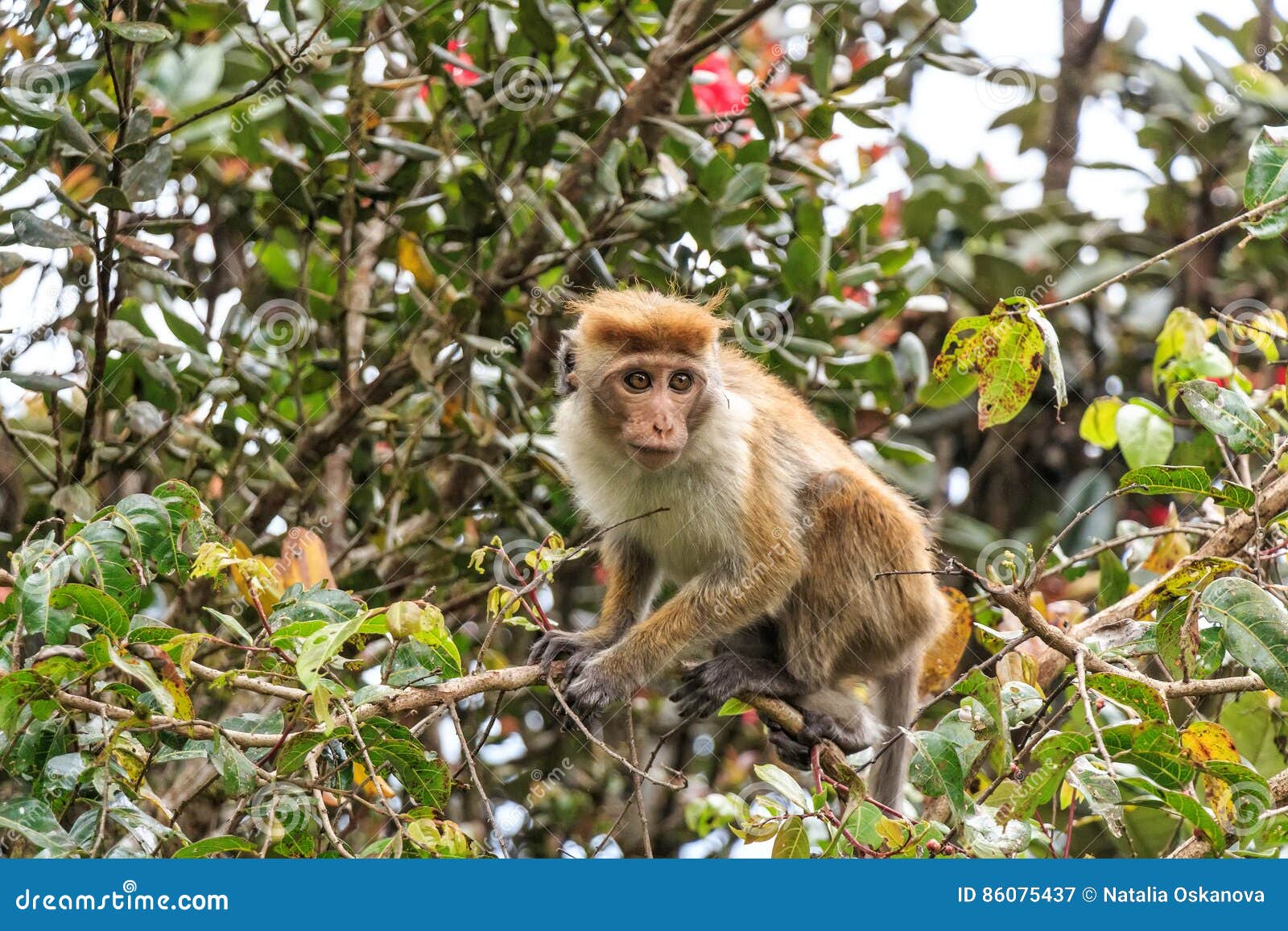 Sri-Lankan Toque Macaque Stock Photo | CartoonDealer.com #84979590