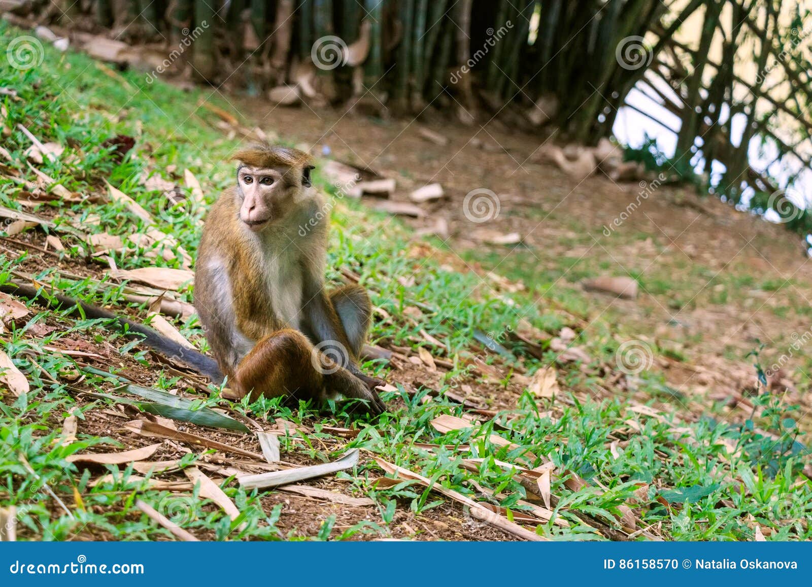 Sri-Lankan toque macaque stock photo. Image of monkey - 86158570
