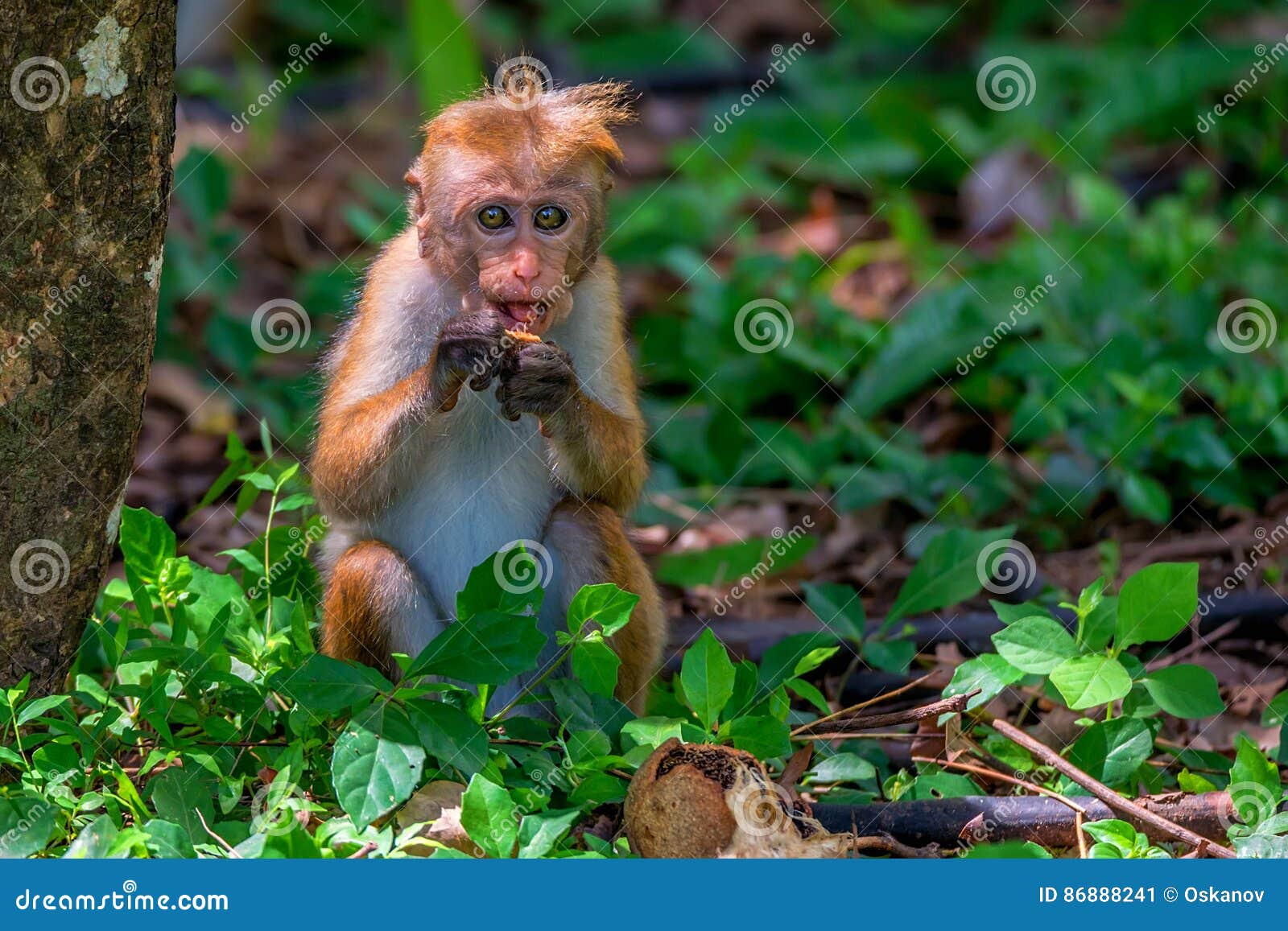 Sri-Lankan toque macaque stock image. Image of lanka - 86888241