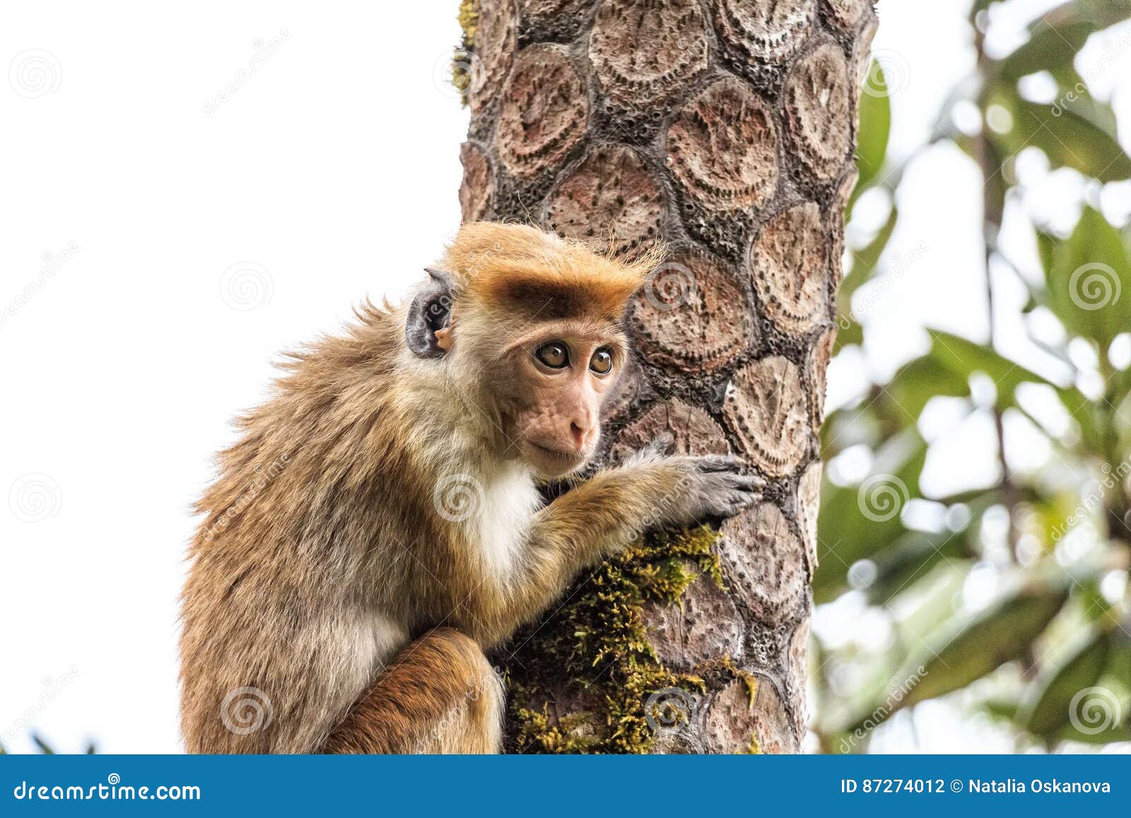 Sri-Lankan Toque Macaque Stock Image | CartoonDealer.com #88896709