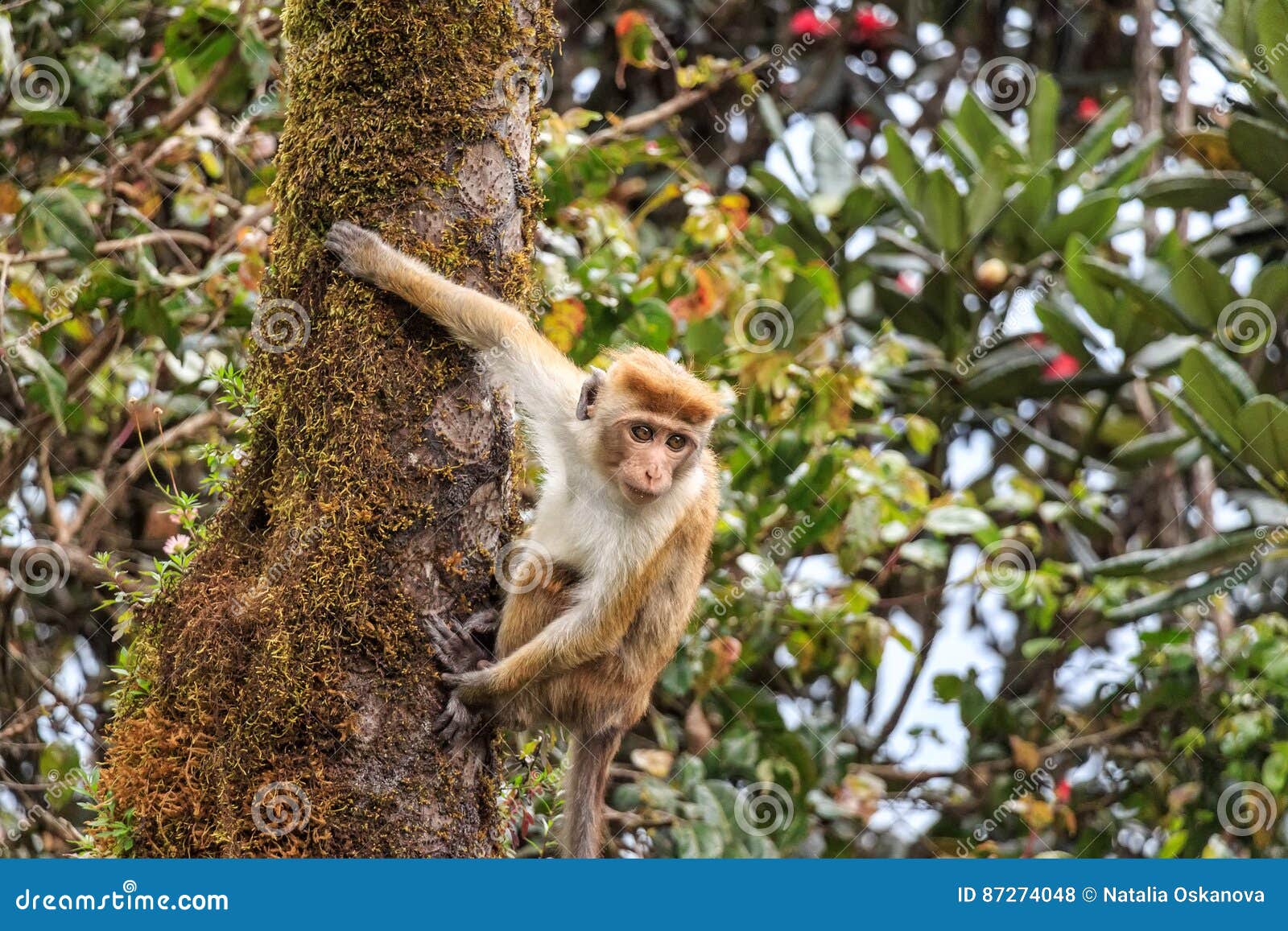 Sri-Lankan toque macaque stock photo. Image of fauna - 87274048