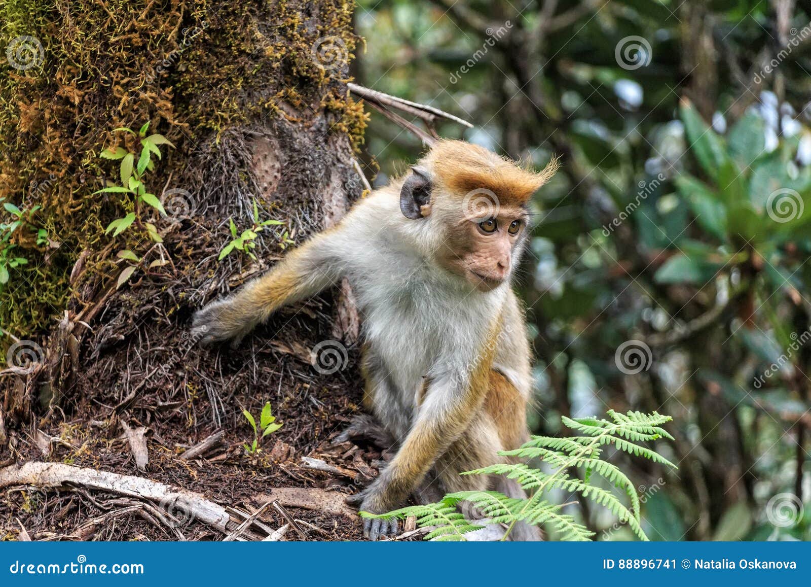 Sri-Lankan Toque Macaque Royalty-Free Stock Photo | CartoonDealer.com ...