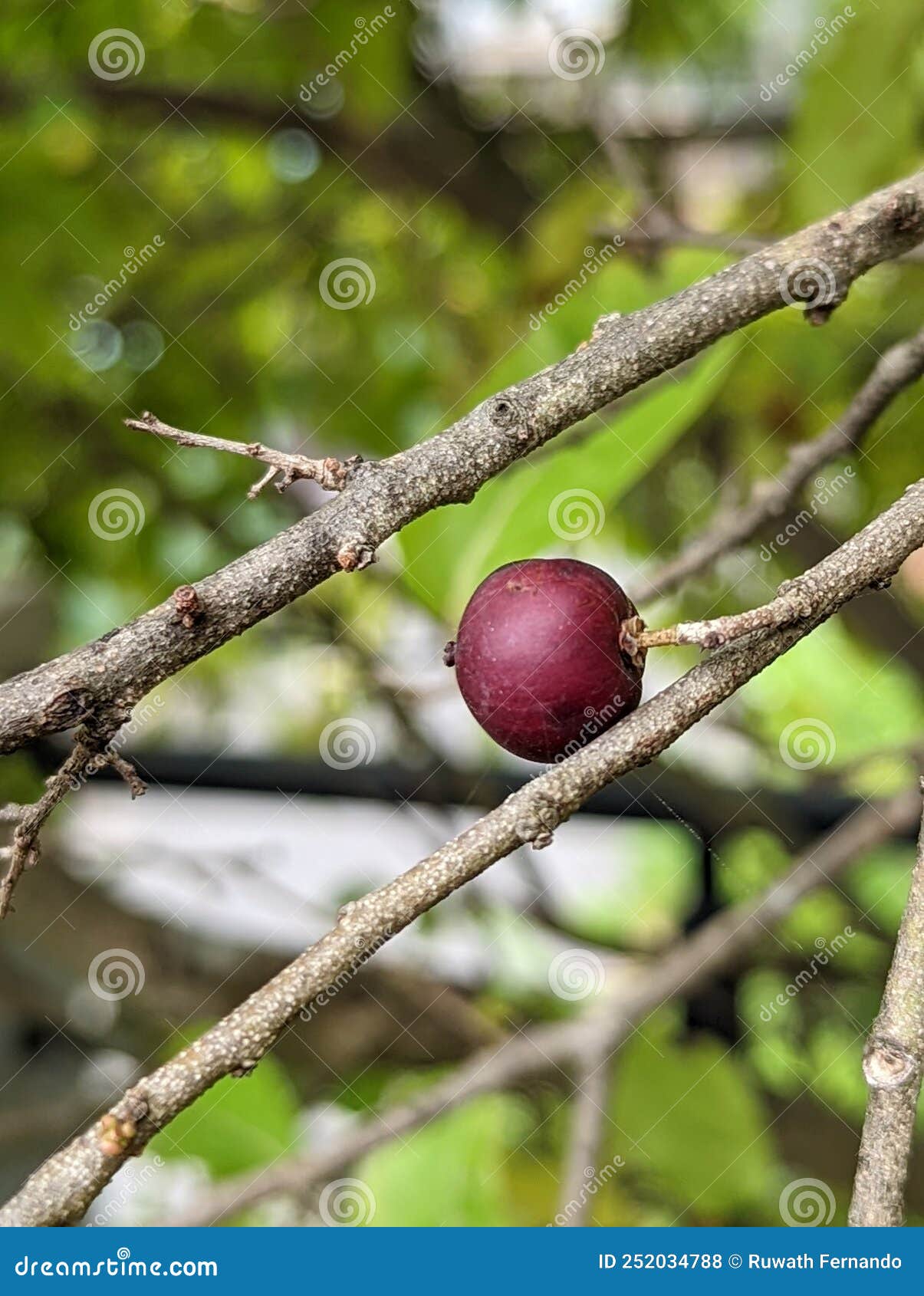 Sri Lankan Tropical Fruit Uguressa Stock Photo - Image of uguressa ...