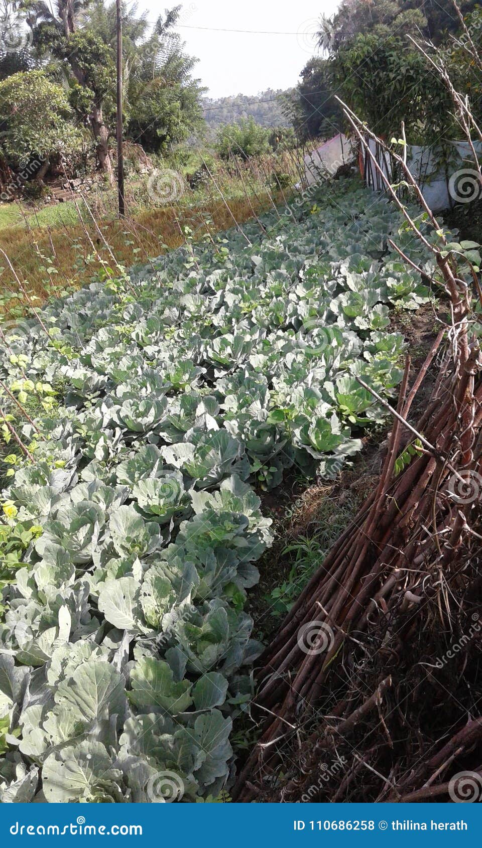 Gabage Bin Royalty-Free Stock Photo | CartoonDealer.com #35662827