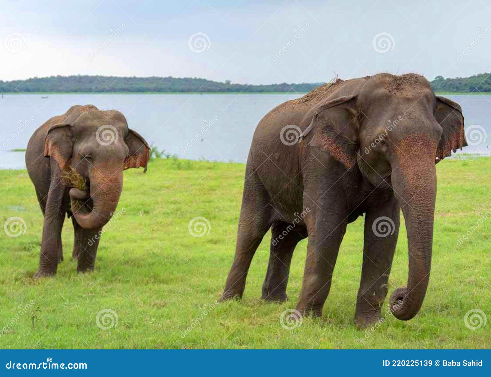 Wild Elep Stock Photos - Free & Royalty-Free Stock Photos from Dreamstime
