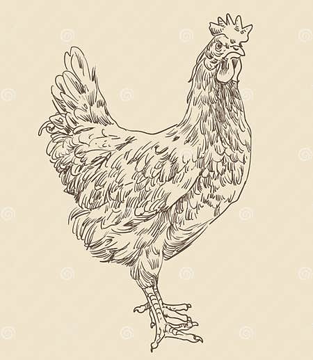 Broilers Vector Illustration Clip Art Hand Draw Stock Vector ...