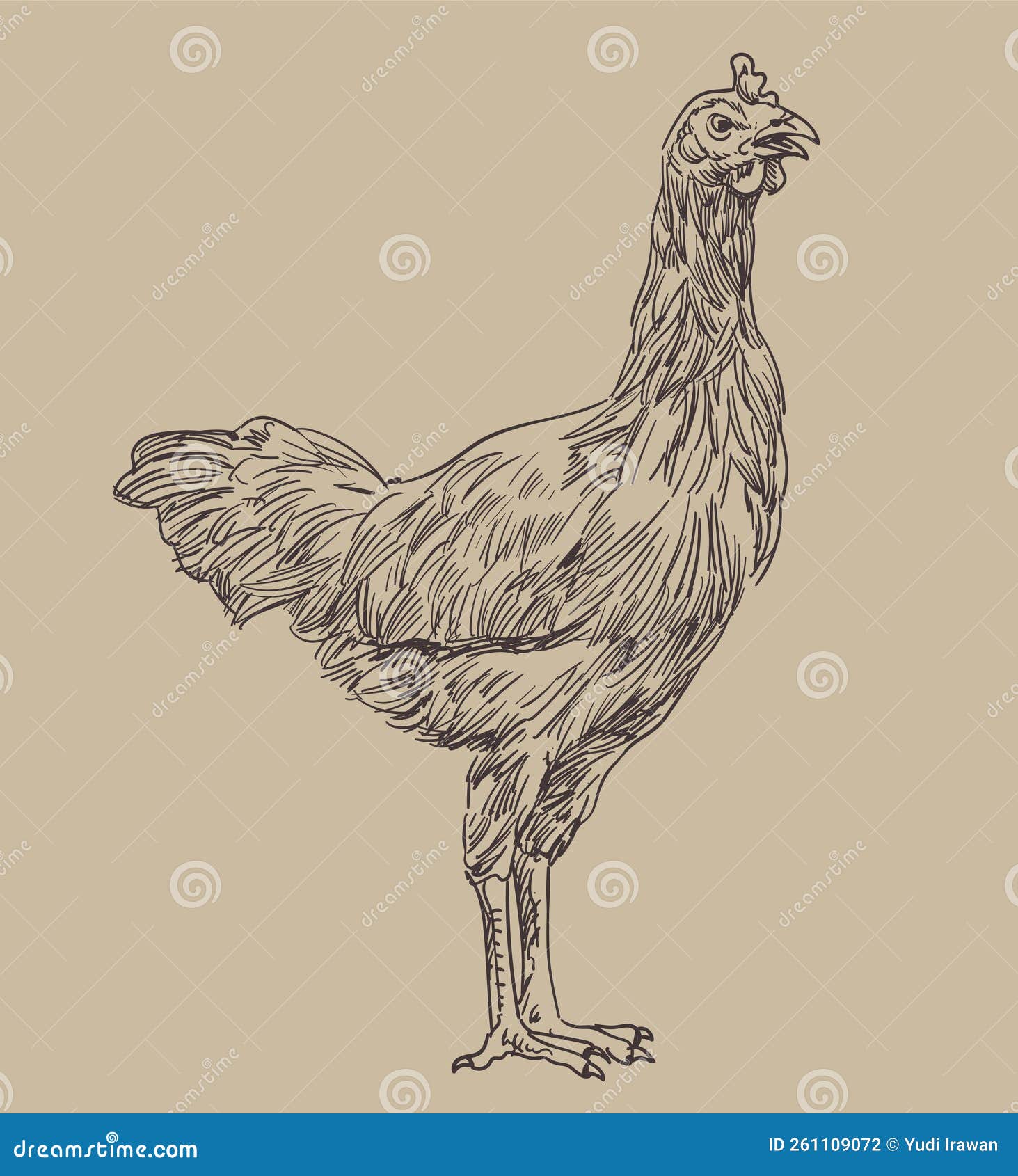 Hand Draw Hen Chicken Vector Illustration Stock Vector - Illustration ...