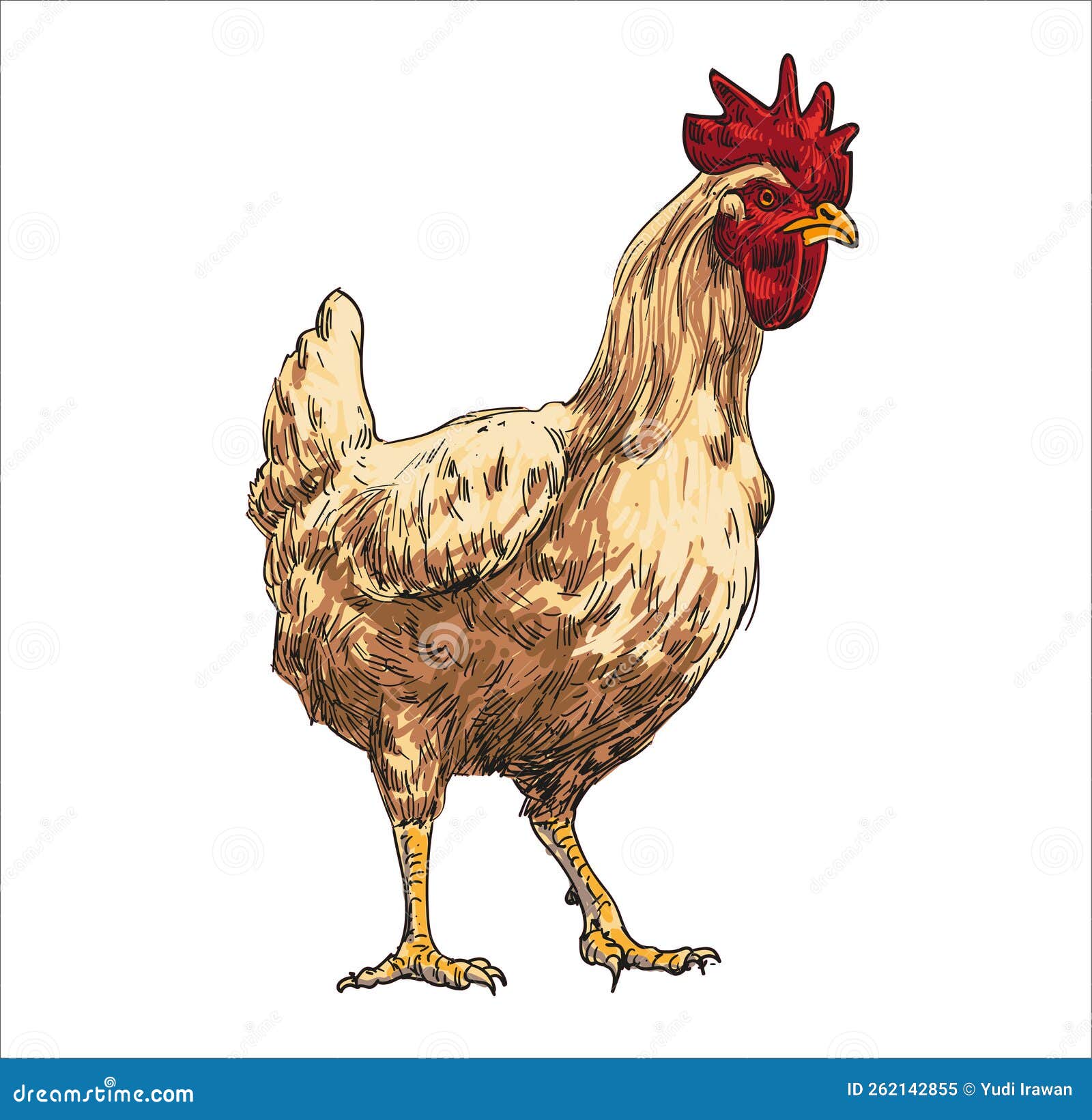 Hand Draw Broilers Illustration Clip Art Colour Stock Vector ...
