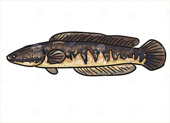 Hand Drawn Toman Fish Vector Illustration Stock Vector - Illustration ...