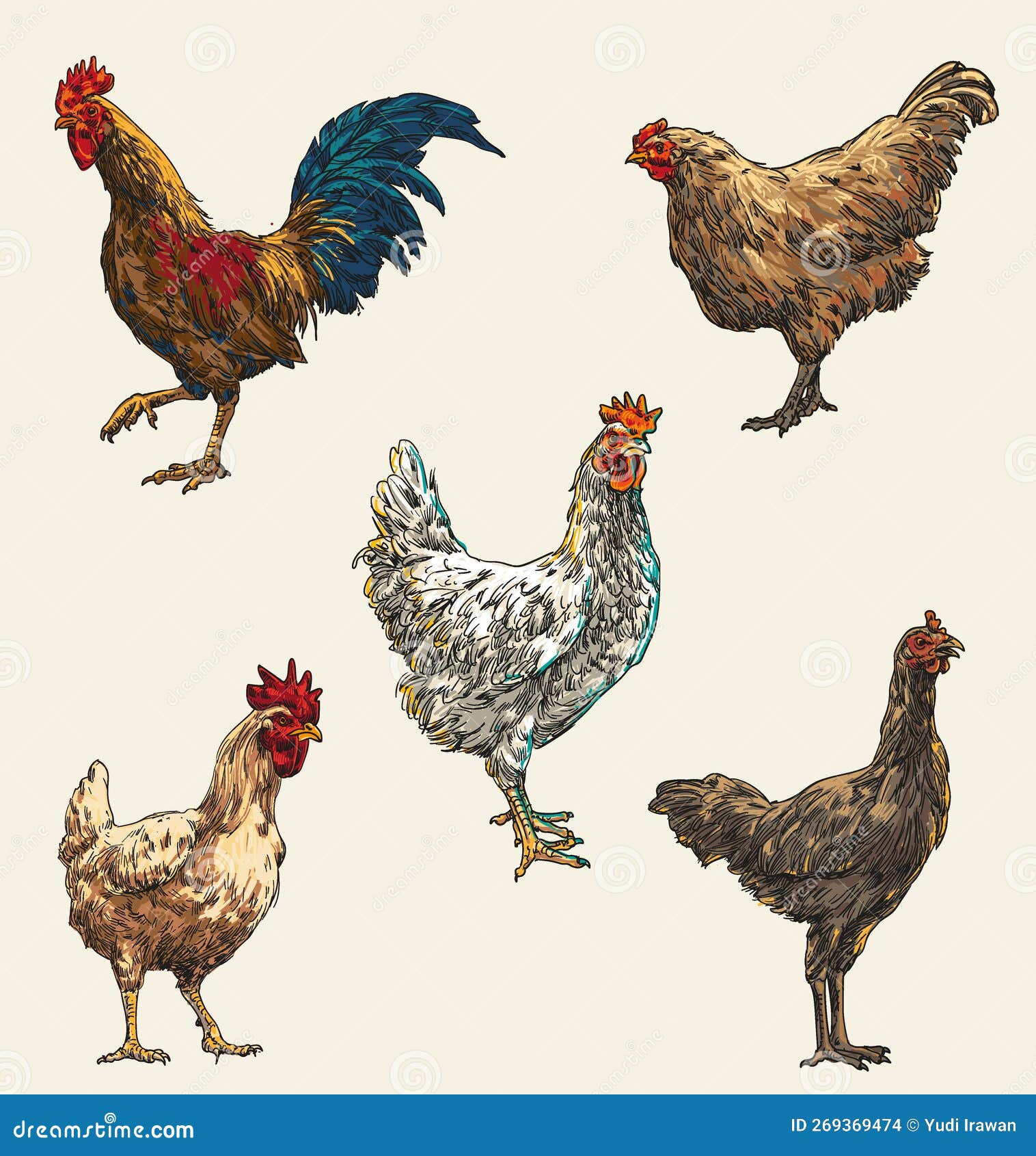 Hand Draw Chicken Collection Vector Illustration Colour A ...