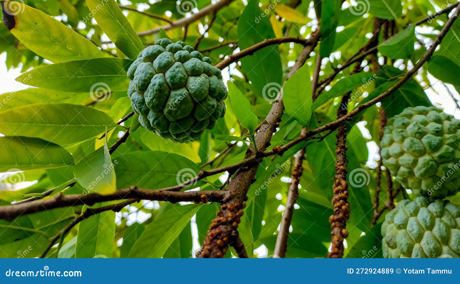 Srikaya Fruit Annona Squamosa With Leaves, From Top View, Isolated ...