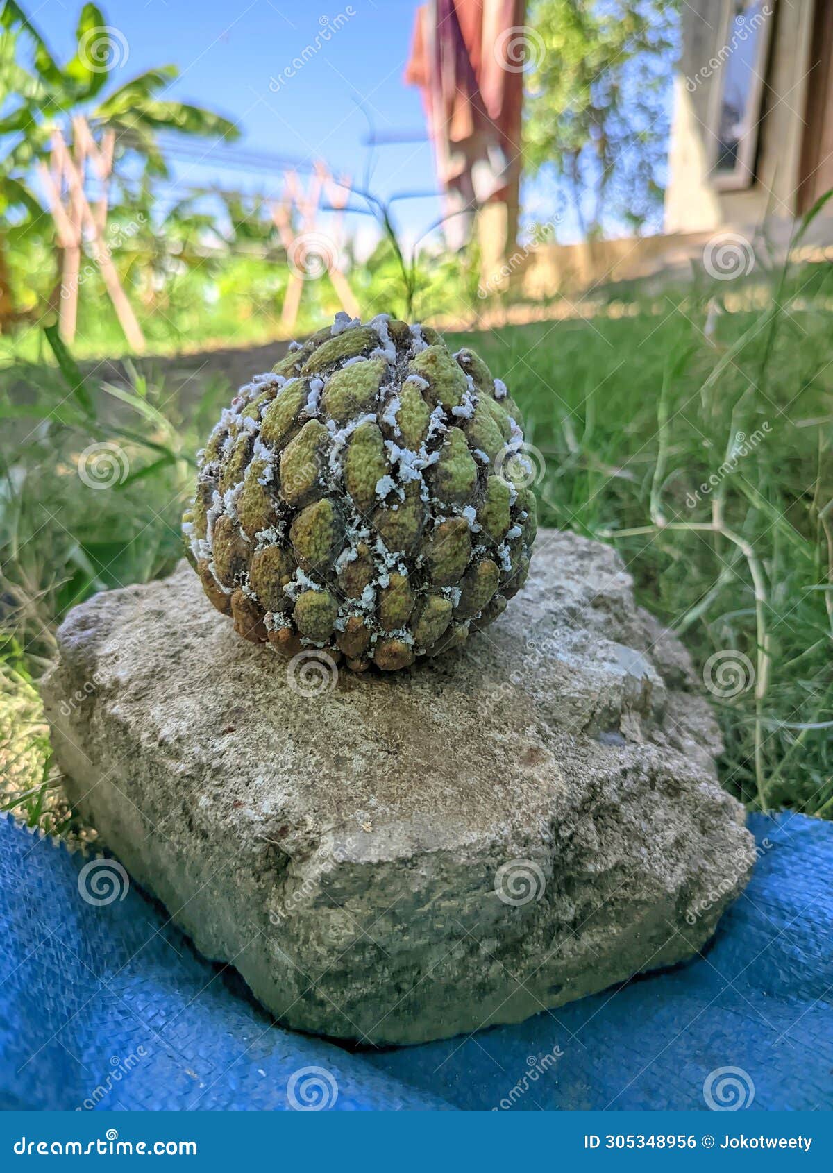 Srikaya Fruit Annona Squamosa With Leaves, From Top View, Isolated ...