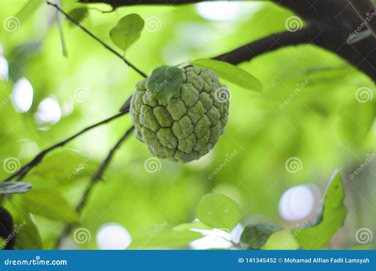 Srikaya Fruit stock photo. Image of tree, srikaya, leaf - 141345452