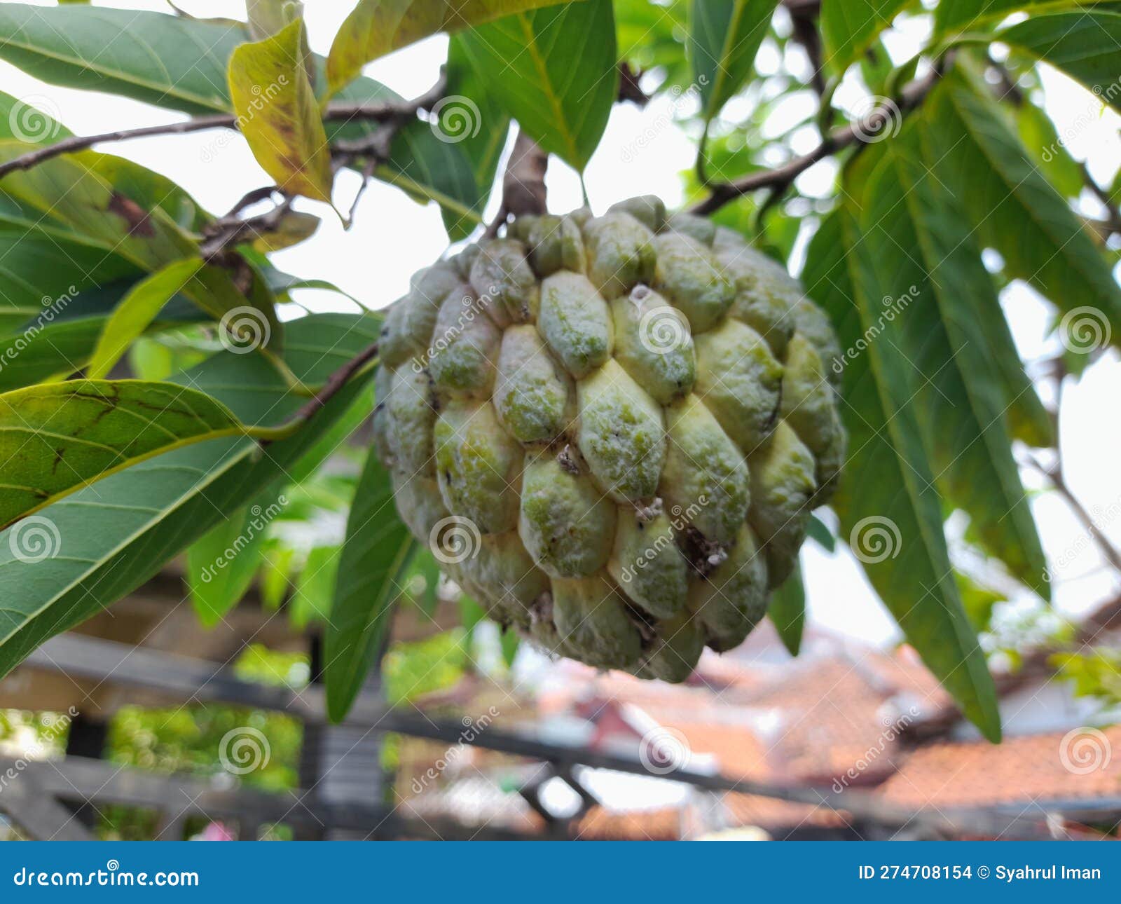 The Srikaya Fruit Oh the Tree Sweetest Fruit is Srikaya Stock Photo ...