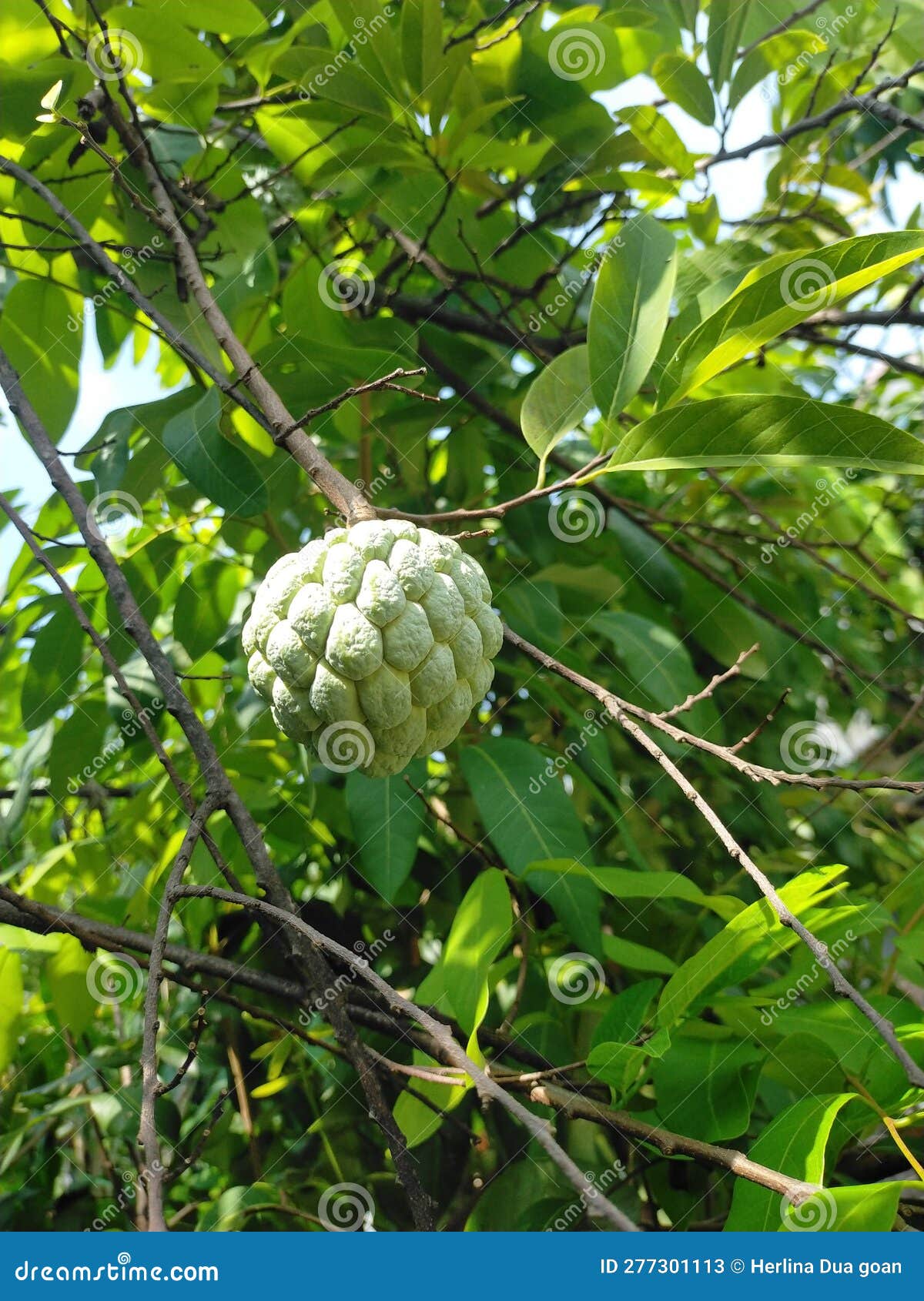 Srikaya Fruit that Ripens on the Tree is Very Sweet Stock Image - Image ...