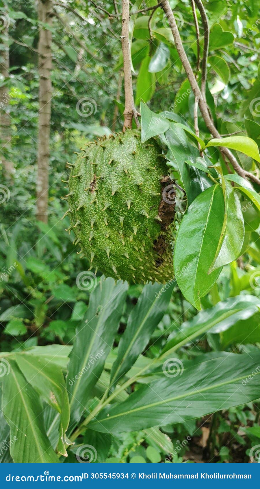 Srikaya Fruit Annona Squamosa With Leaves, From Top View, Isolated ...