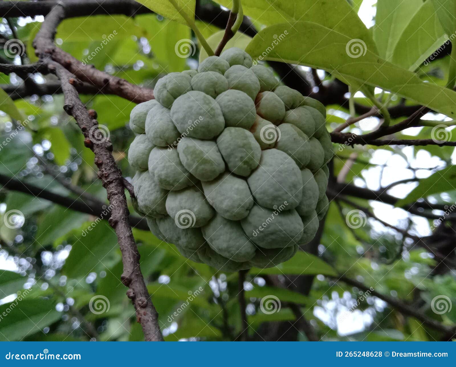Srikaya Fruit is a Fruit that Thrives in Indonesia. Stock Photo - Image ...